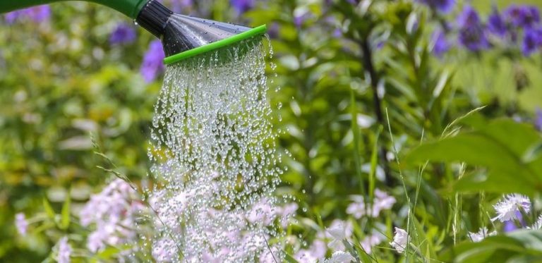 ≡ ¿Cuál Es La Mejor Hora Para Regar El Jardín?